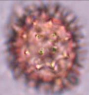 pectis sessiliflora