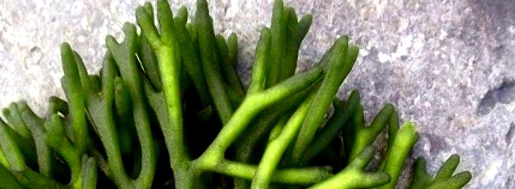 i. ficologia: Actividad general | Fundación Miguel Lillo