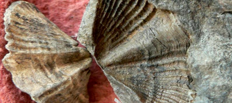 Gran cantidad de especies en una colección especializada (FML-IPI ...