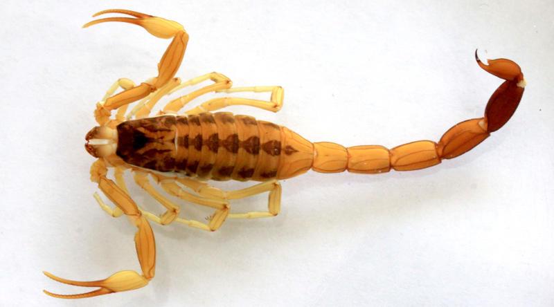 ALACRANES O ESCORPIONES: ¡todo lo que tenés que saber! | Fundación ...